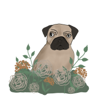 Pricing – The Country Clipper